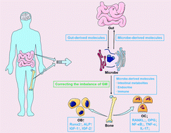 The modulatory effect and implication of gut microbiota on osteoporosis ...