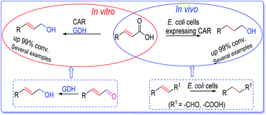 Biocatalytic reduction of α,β-unsaturated carboxylic acids to allylic ...