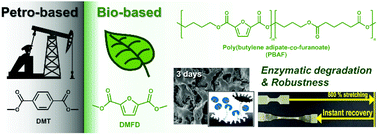 Remarkable elasticity and enzymatic degradation of bio-based poly ...