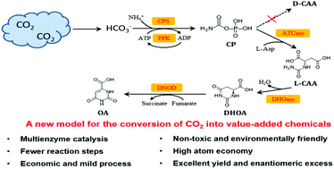 Towards the conversion of CO2 into optically pure N-carbamoyl-l ...