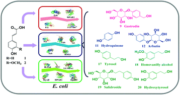Rapid biosynthesis of phenolic glycosides and their derivatives from ...