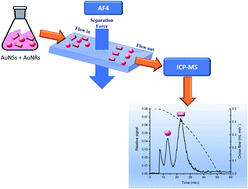 AF4-ICP-MS as a powerful tool for the separation of gold nanorods and ...