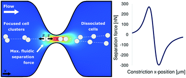 In-flow measurement of cell–cell adhesion using oscillatory inertial ...