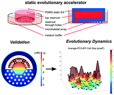 An in vitro tumor swamp model of heterogeneous cellular and ...