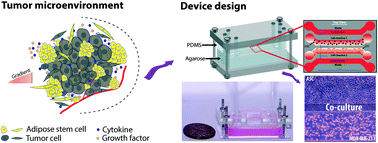 Evaluation of intercellular communication between breast cancer cells ...