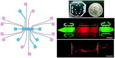 Micro-strains in the extracellular matrix induce angiogenesis - Lab on ...