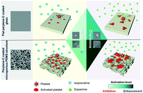 Parylene-C coated microporous PDMS structure protecting from functional ...