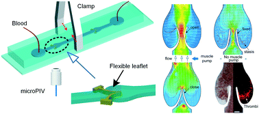 Effects of altered blood flow induced by the muscle pump on thrombosis ...