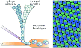 Microfluidic particle zipper enables controlled loading of droplets ...