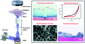 Biomimetic construction of peritoneum to imitate peritoneal metastasis ...