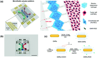 Electro-responsive hydrogel-based microfluidic actuator platform for photothermal therapy - Lab ...