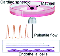 Adaptable pulsatile flow generated from stem cell-derived ...
