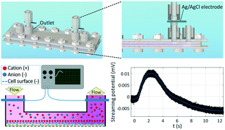 A chip device to determine surface charge properties of confluent cell ...