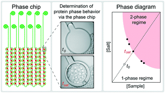 Microfluidic characterization of macromolecular liquid–liquid phase ...