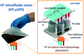 Microfluidics-enabled 96-well perfusion system for high-throughput ...