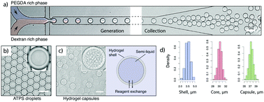 Multi-step processing of single cells using semi-permeable capsules ...