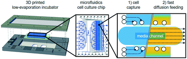An automated microfluidic system for efficient capture of rare cells and rapid flow-free ...