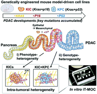 An engineered pancreatic cancer model with intra-tumoral heterogeneity ...