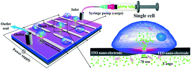 Nano-localized single-cell nano-electroporation - Lab on a Chip (RSC ...