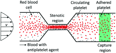 Microfluidic assay of antiplatelet agents for inhibition of shear ...