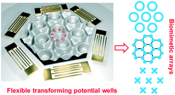Versatile biomimetic array assembly by phase modulation of coherent ...