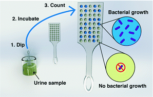 Digital dipstick: miniaturized bacteria detection and digital ...