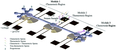 A fully integrated biomimetic microfluidic device for evaluation of sperm response to ...