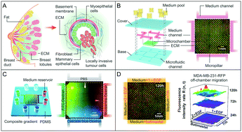 Biological gel-based microchamber array for tumor cell proliferation ...