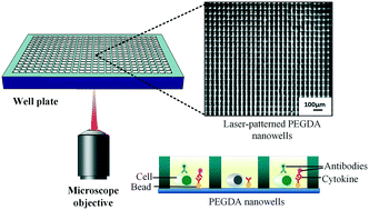 Monolithic hydrogel nanowells-in-microwells enabling simultaneous single cell secretion and ...