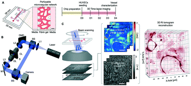 Label-free three-dimensional observations and quantitative characterisation of on-chip ...