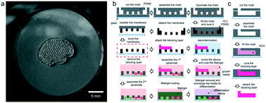 Patterning of interconnected human brain spheroids - Lab on a Chip (RSC ...