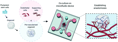 Vascularized organoids on a chip: strategies for engineering organoids ...