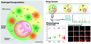 High-throughput functional profiling of single adherent cells via hydrogel drop-screen - Lab on ...