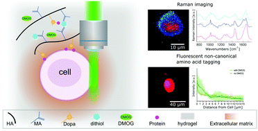 Complementary techniques to analyse pericellular matrix formation by ...