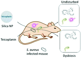 Antibiotic administration in targeted nanoparticles protects the faecal ...