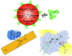Bridging bio-nano interactions with photoactive biohybrid energy ...