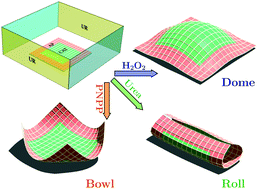 Chemically controlled shape-morphing of elastic sheets - Materials ...