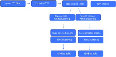 Identification of stem cells from large cell populations with ...