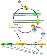 The pathogen Pseudomonas aeruginosa optimizes the production of the ...