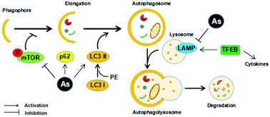 Arsenic induces mTOR-dependent autophagy, whereas it impairs the autophagy–lysosome pathway and ...