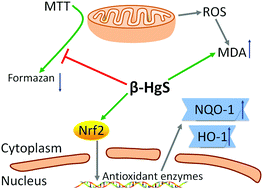 Effects of β-HgS on cell viability and intracellular oxidative stress ...