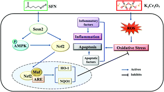 Sulforaphane attenuates hexavalent chromium-induced cardiotoxicity via ...