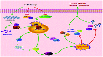 MiR-196-5p involvement in selenium deficiency-induced immune damage via ...