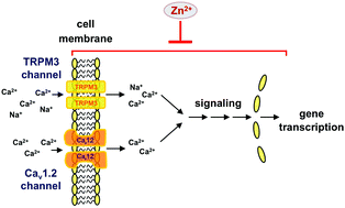 Zn2+ ions inhibit gene transcription following stimulation of the Ca2 ...