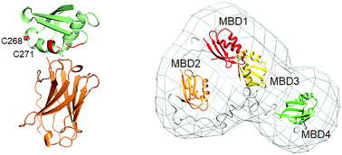 Nanobodies against the metal binding domains of ATP7B as tools to study ...
