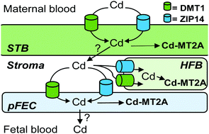 Human placental cell line HTR-8/SVneo accumulates cadmium by divalent ...