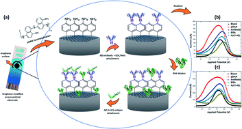 Graphene based electrochemical immunosensor for the ultra-sensitive ...
