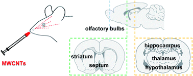Distribution in the brain and possible neuroprotective effects of ...