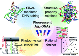 Structure and luminescence of DNA-templated silver clusters - Nanoscale ...