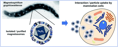Biocompatibility, uptake and subcellular localization of bacterial ...